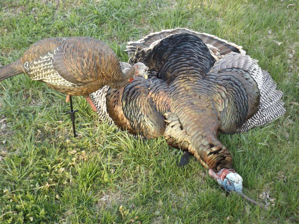 Do You Suffer From Turkey Brain? | Shoot On