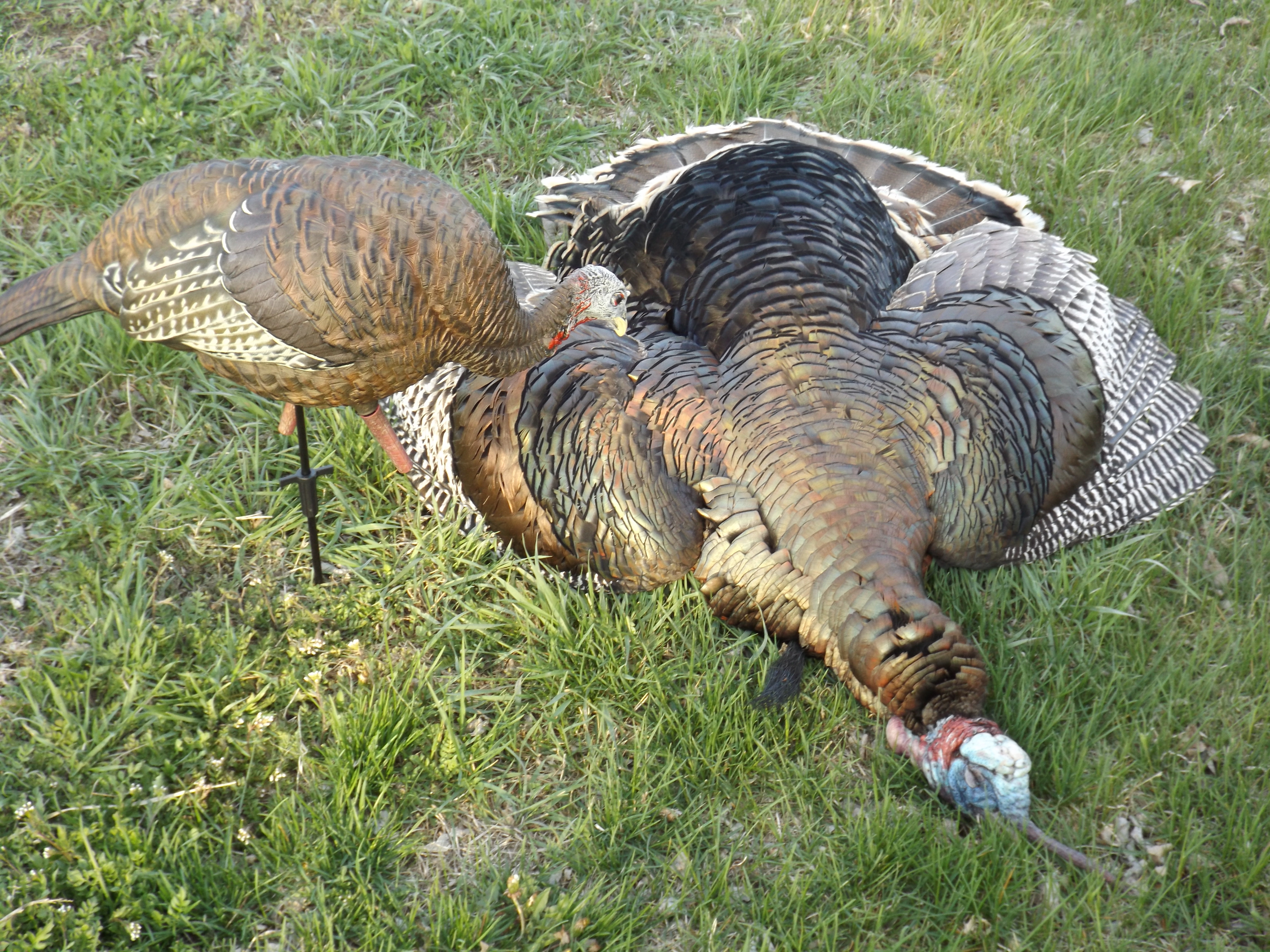 Do You Suffer From Turkey Brain? | Shoot On