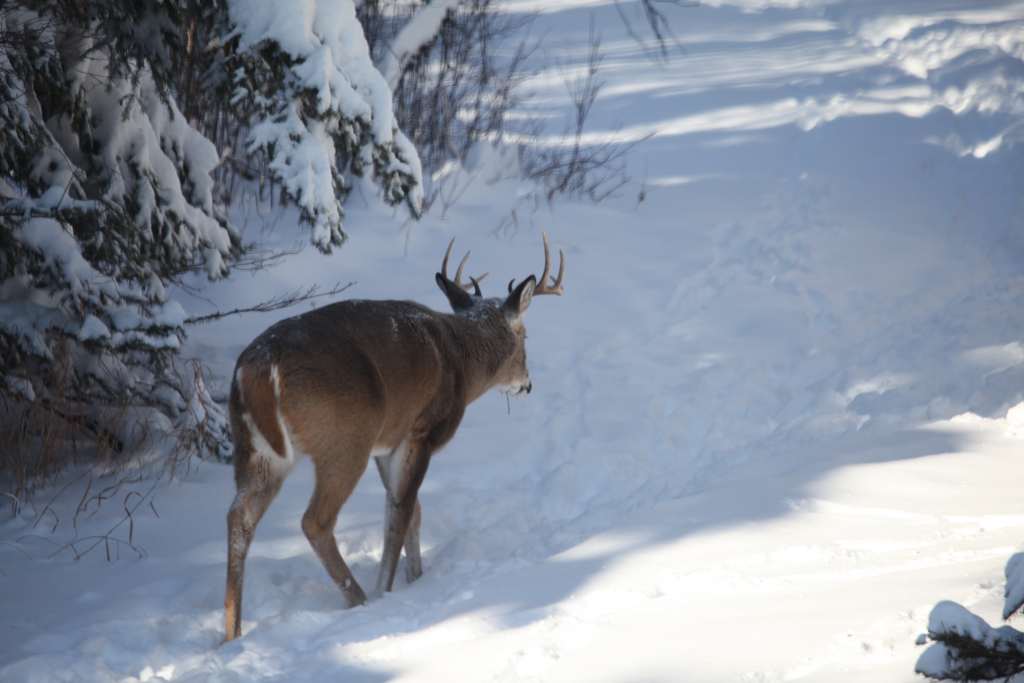 How to Draw Big Bucks to a Scrape | Shoot On