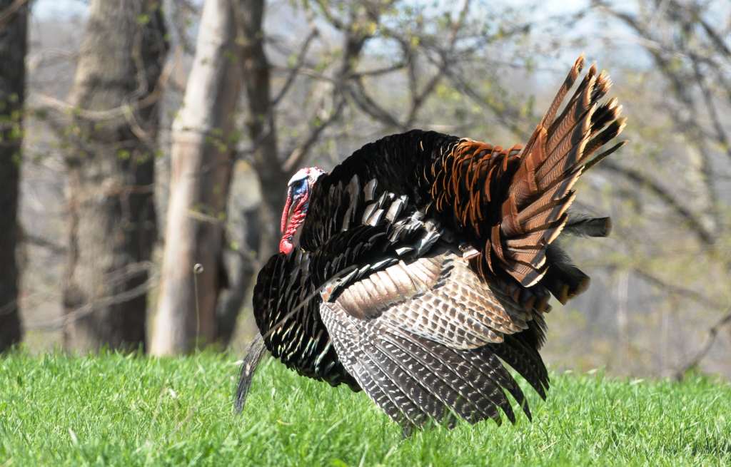 Spring Gobbler Archery Tips and Tactics | Shoot On