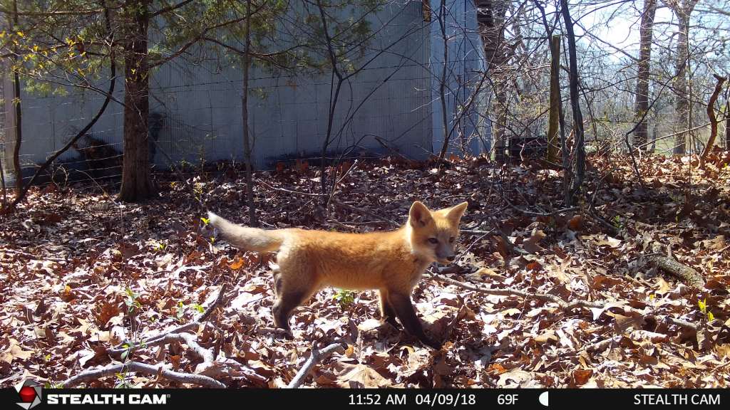 Hunter Documents Fox Kits with Trail Camera | Shoot On