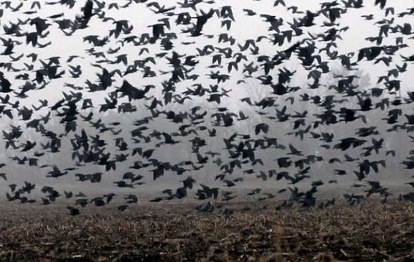 Western Rivers Mantis Pro 400 The Perfect Choice For Calling Crows ...