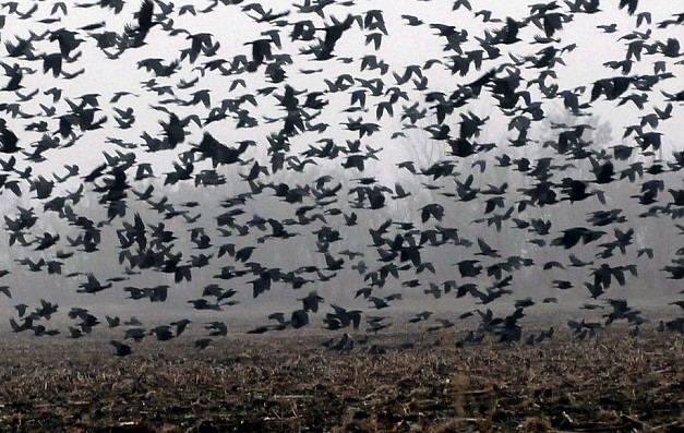 Western Rivers Mantis Pro 400 The Perfect Choice For Calling Crows ...