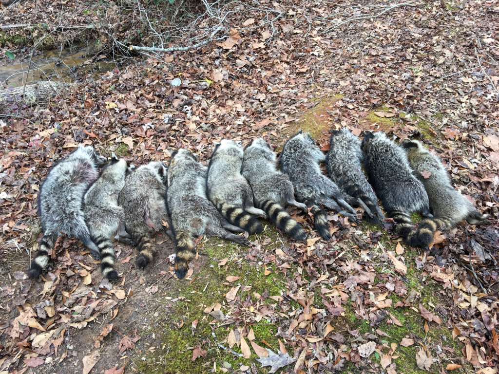 Western Rivers Mantis Pro 400 The Perfect Choice For Calling Crows ...