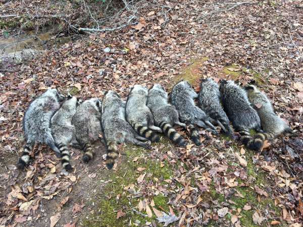 Western Rivers Mantis Pro 400 The Perfect Choice For Calling Crows ...