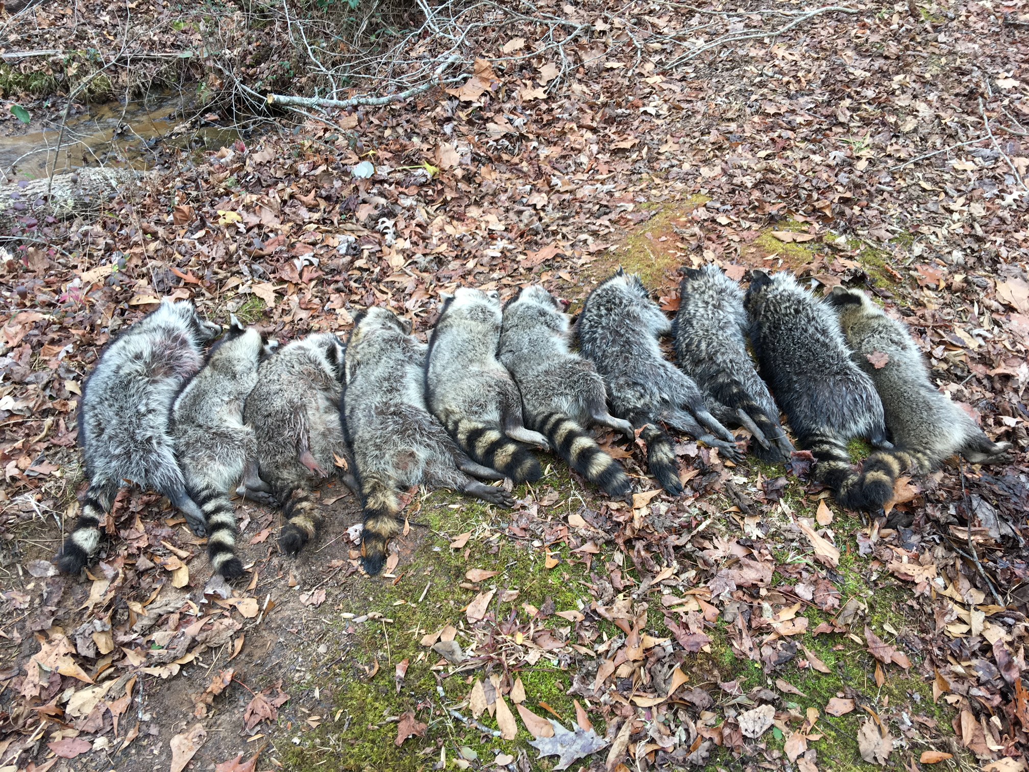 Western Rivers Mantis Pro 400 The Perfect Choice For Calling Crows ...