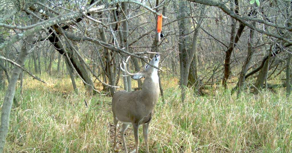 Deer Scent Deployment Basics | Shoot On