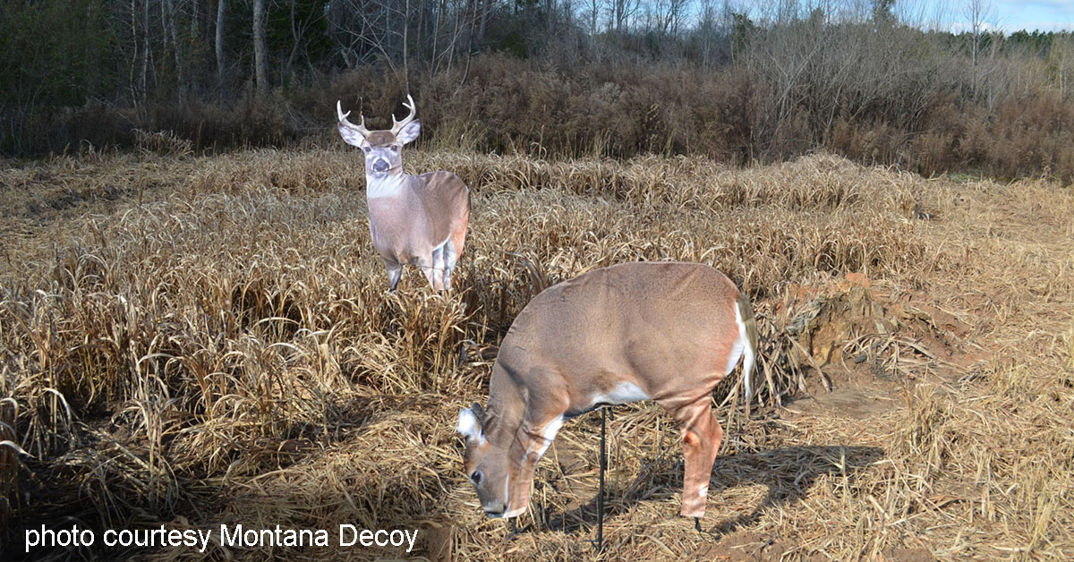 Deer Decoy Strategies for Early Season Hunting | Shoot On