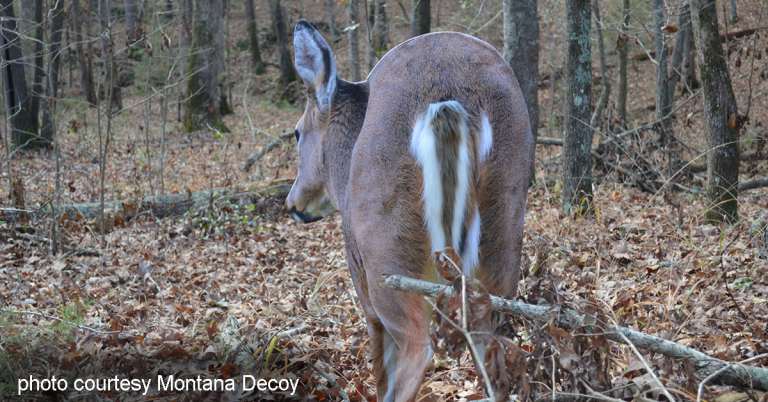 Deer Decoy Strategies for Early Season Hunting | Shoot On