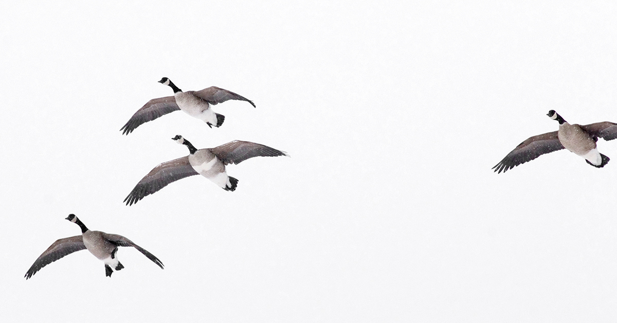 It’s a Quill! | Shoot On