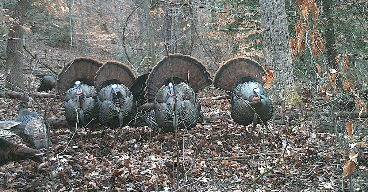 Expert Tips for Hunting High-Pressured Gobblers | Shoot On