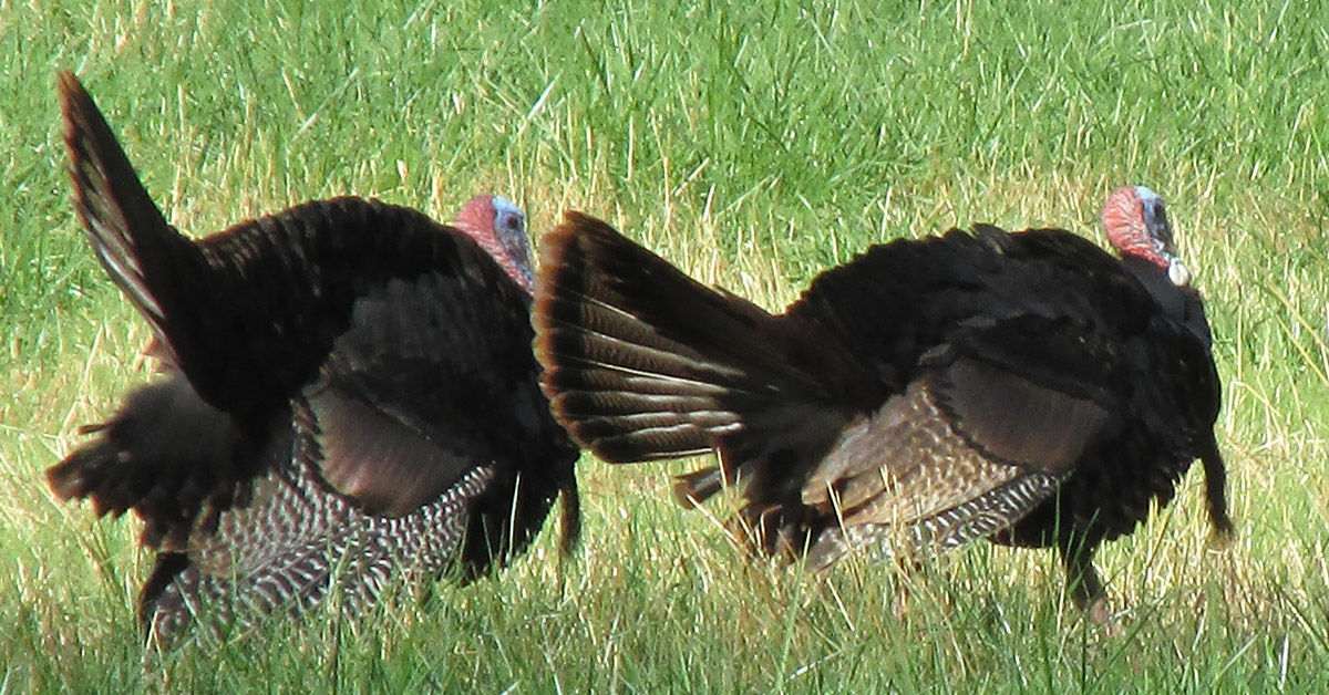 Turkey Calling Boot Camp | Shoot On