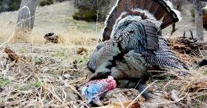 Turkey Load Patterning 101 | Shoot On