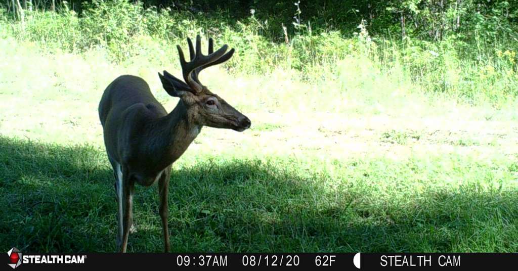 FIELD TESTED! Stealth Cam Fusion Remote Wireless Camera | Shoot On