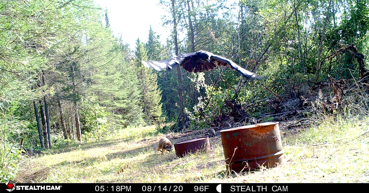 FIELD TESTED! Stealth Cam Fusion Remote Wireless Camera | Shoot On