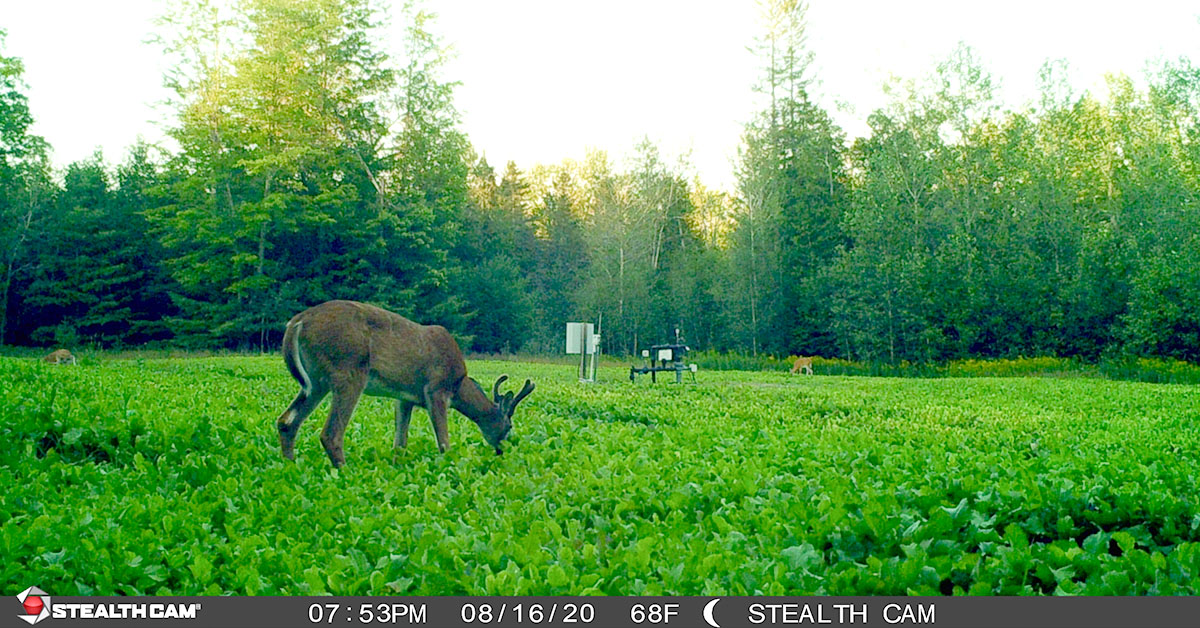 FIELD TESTED! Stealth Cam Fusion Remote Wireless Camera | Shoot On
