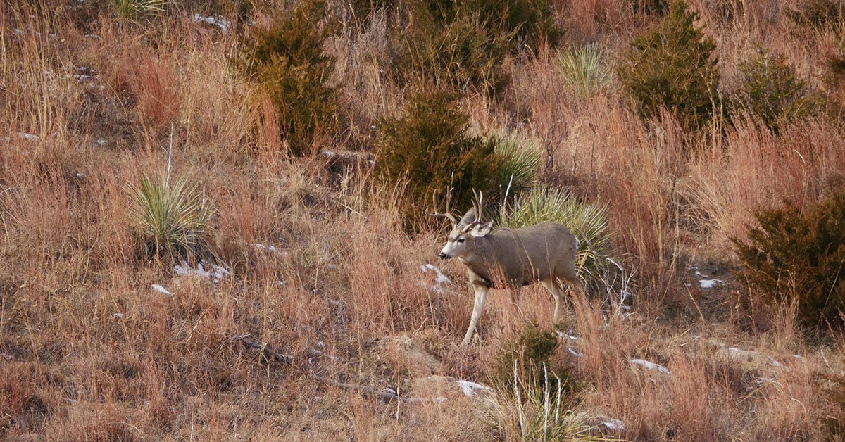 Field Test! Traditions' Revolutionary NitroFire Muzzleloader | Shoot On
