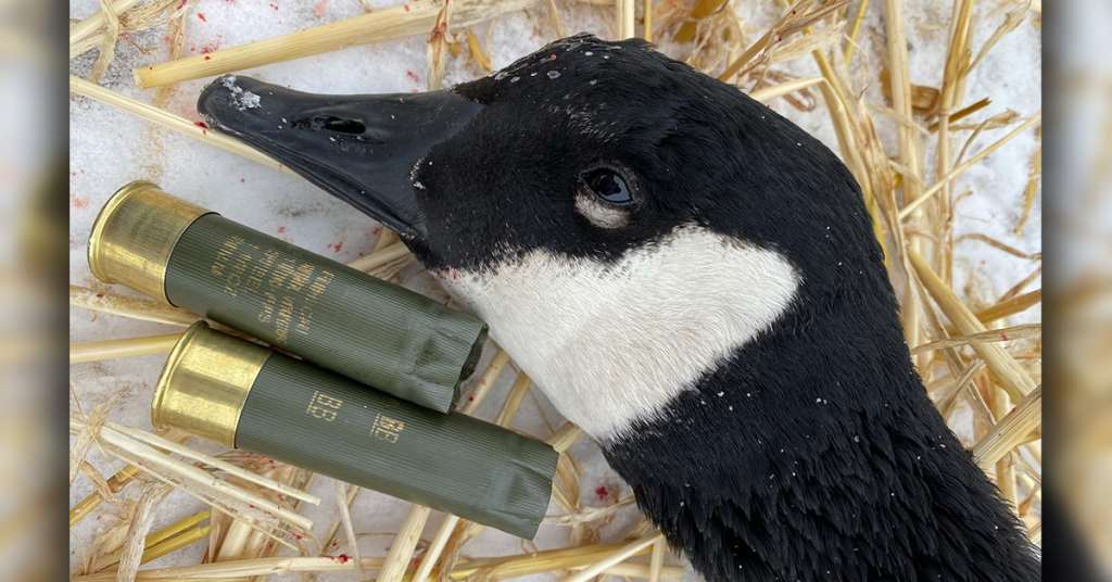 Late-Season Honkers are HOT! | Shoot On