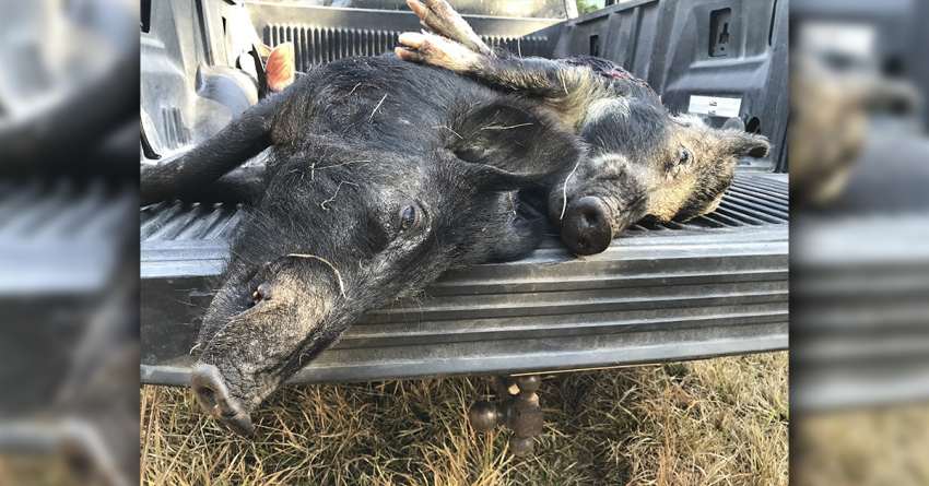 Raging Hogs and Running Hunters | Shoot On