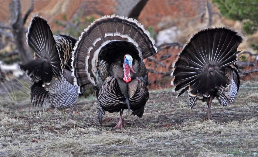 6 Birds. 6 States. One Day. | Shoot On