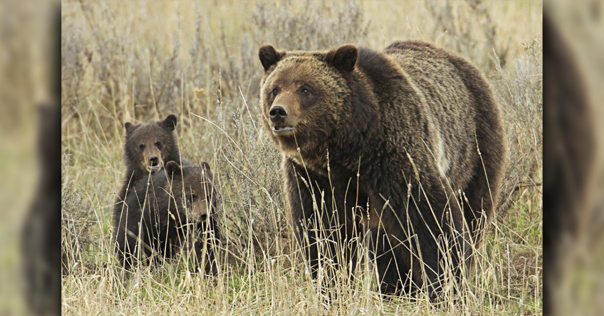 Bears, Crime, and Options | Shoot On